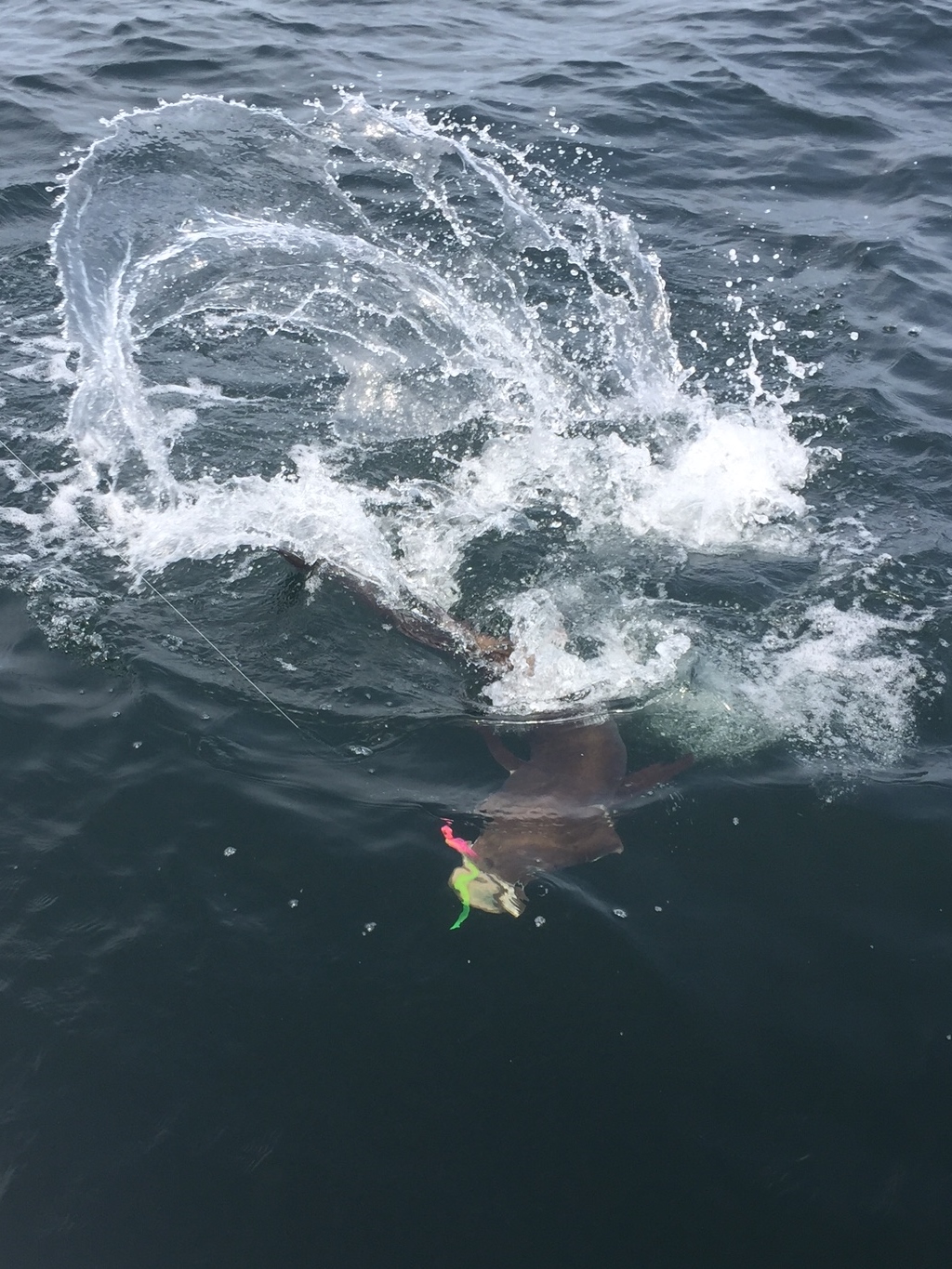 Photo Gallery - Chicky Tackle - Home of the Rockport Rattler®