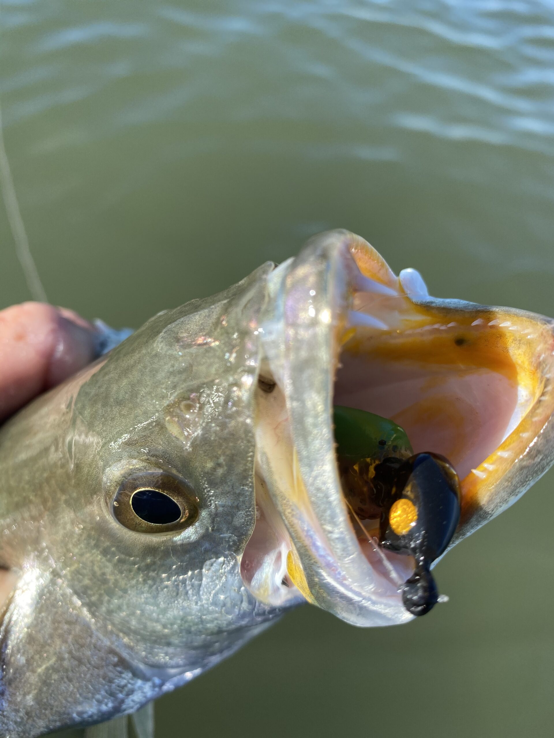 Photo Gallery - Chicky Tackle - Home of the Rockport Rattler®